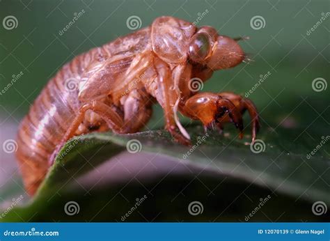 Cicada Shell Stock Image Image Of Brown Macro Leaf