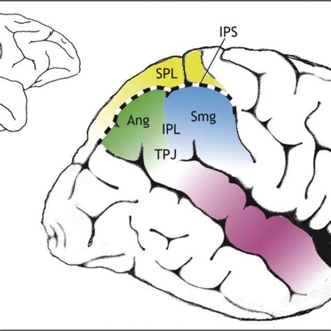Pdf Space And The Parietal Cortex