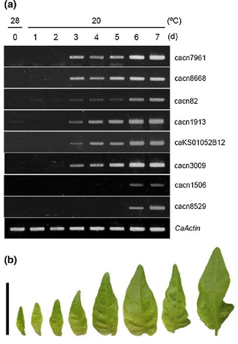 temperature shifting experiment of cv sy 2 a temporal gene expression