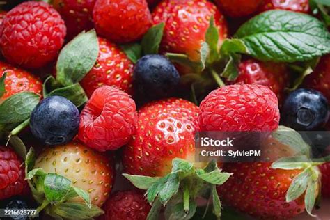 신선한 딸기 라즈베리 블루베리 민트 잎이 다채로운 자연 환경에서 자랍니다 0명에 대한 스톡 사진 및 기타 이미지 0명 건강한 생활방식 건강한 식생활 Istock