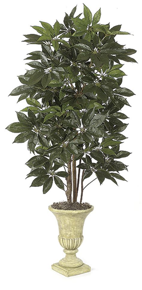 8 Foot Schefflera Tree Autograph Foliages