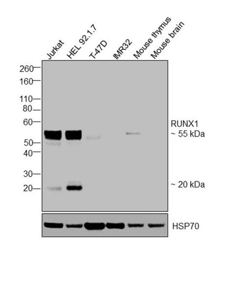 Runx1 Polyclonal Antibody Invitrogen 100 μg Unconjugated Antibodies