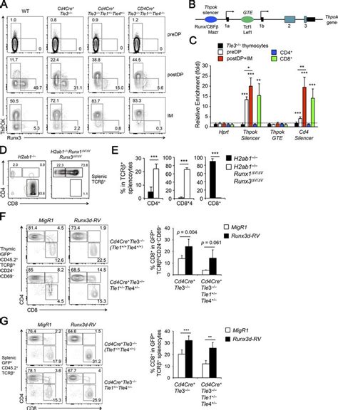 Tle Proteins Ensure Balanced Expression Of Thpok And Runx3 To Instruct