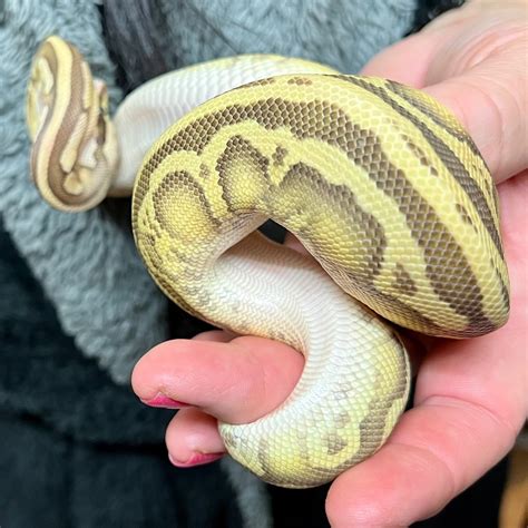 Savage Royal Nearly Eats Jo 😱 Ball Pythons Morphmarket Reptile