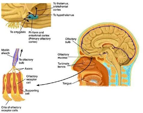 Olfactory Pathway