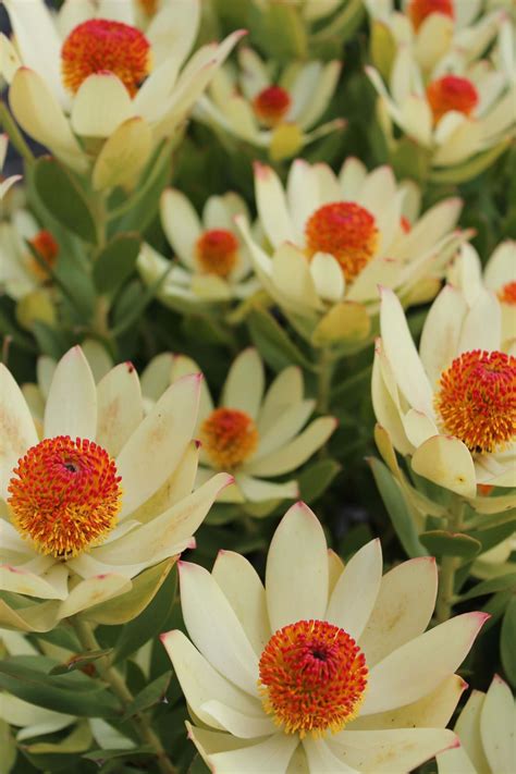 Leucadendron Ausflora Pacific Leucadendron Summer Sun