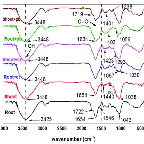 Ftir Spectra Of The Used Bio Sorbent L Stolonifera Root And Shoot