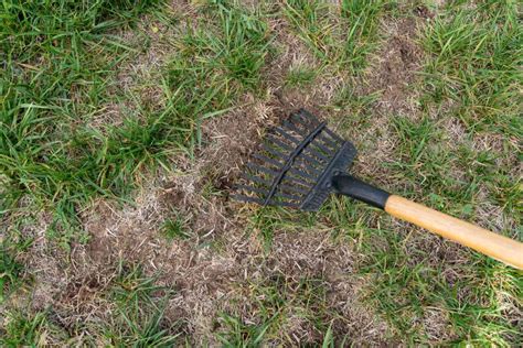Overseeding Timing In Australia Mckays Grass Seeds Australia