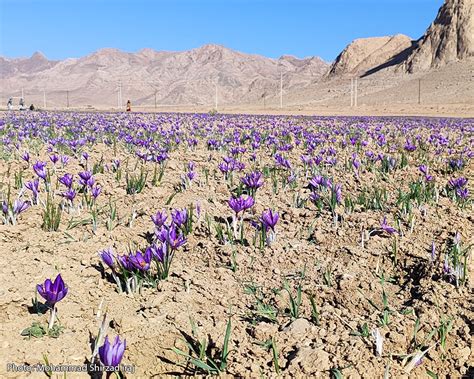 Crocus Sativus Mohammad Shirzad Iraj