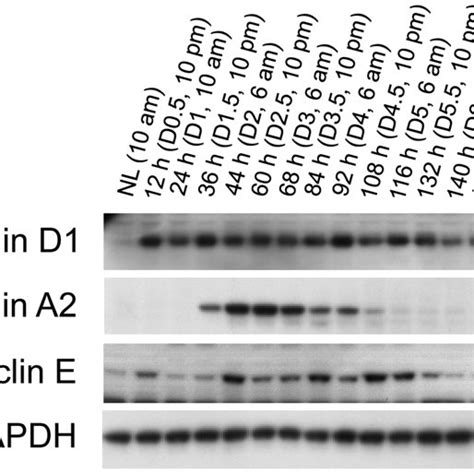 Liver Regrowth Following Partial Hepatectomy Ph Mice Were Subjected Download Scientific