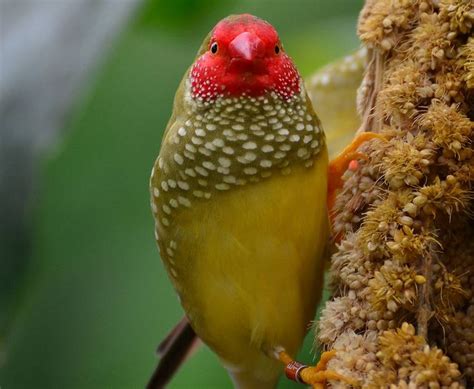 Тростниковый астрильд Bathilda Ruficauda Птицы