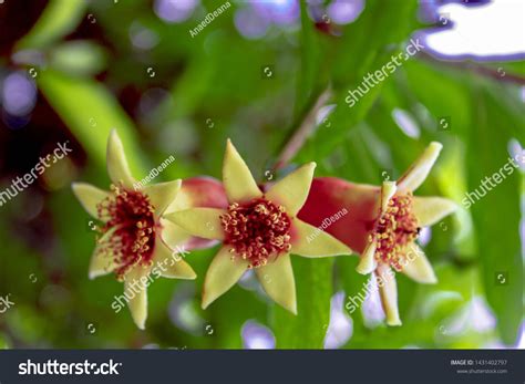1866 Hermaphrodite Flowers 图片、库存照片和矢量图 Shutterstock