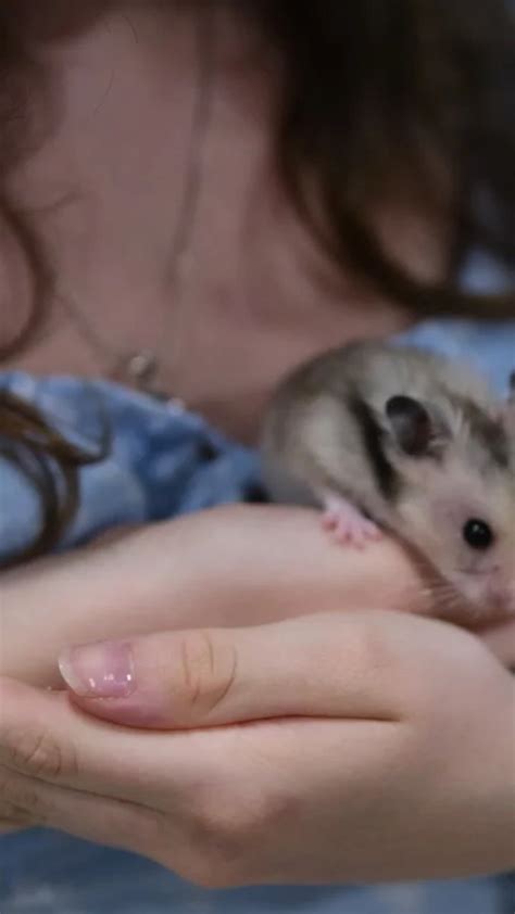 Hamster Videosx Stock Videos Royalty Free Hd And 4k Videos