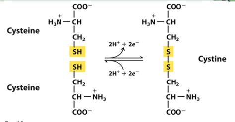 Biochem Exam 3 Flashcards Quizlet