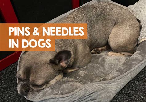 Can Dogs Get Pins And Needles Do Legs Fall Asleep