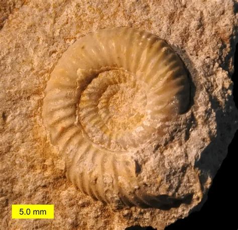 The Most Common Types Of Fossils Finding Ancient Life Preserved In Rock