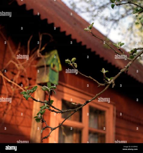 Nesting Box And Tree Stock Photo Alamy