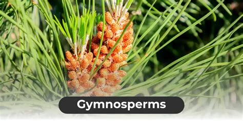 Angiosperm Vs Gymnosperm Leaves