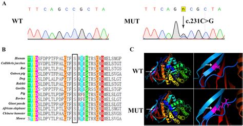 Mutation Screening And Bioinformatics Analysis A Sanger Sequencing