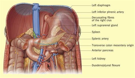 Diagram Of Stomach Area Anatomical Structure Of Human Stomach With
