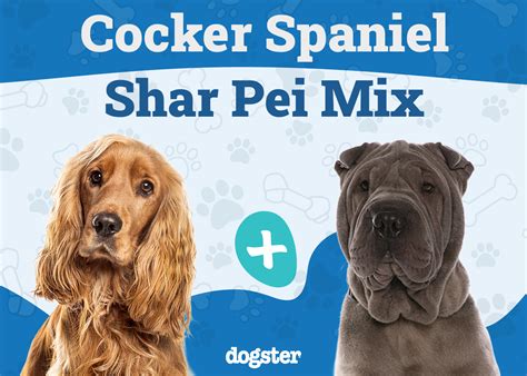 Cocker Pei Shar Pei And Cocker Spaniel Mix Info Pictures Care