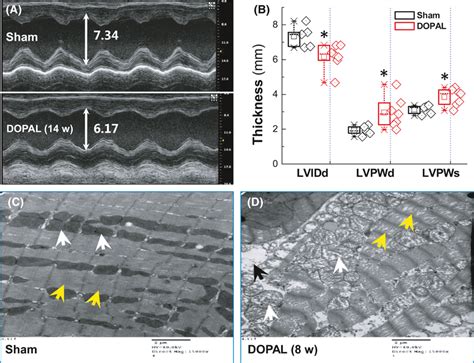 Ultrasound Results Of Dopal‐administered Rats And Representative Images