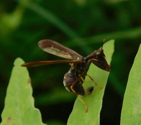 Mantid Fly Project Noah