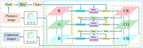 Dynamic Rna Coding Color Image Cipher Based On Chain Feedback Structure