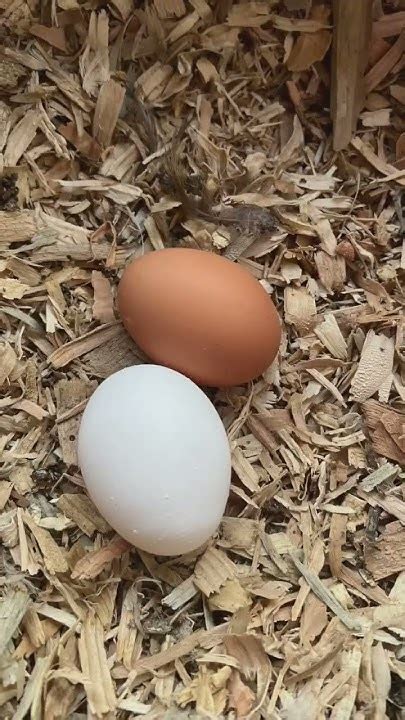 향긋한 달래 한줌과 신선한 달걀로 두개로 달래전 만들고 따뜻한 티 한잔으로 아침을 여는 오늘 Youtube