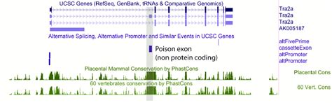 Non Protein Coding Exons Are Conserved In The Genome Some Non Coding
