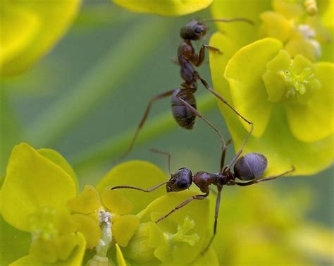개미 꿈해몽 개미 나오는 꿈 개미떼 꿈 개미가 우글거리는 꿈 개미가 무는 꿈