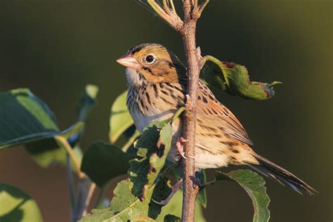 Pa Grassland Bird Research By A Guest Blogger Nemesis Bird