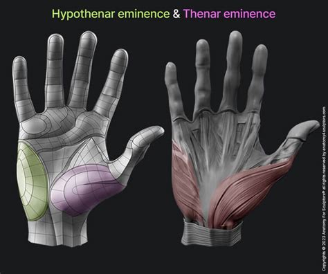 Diagrama De Anatomía De La Mano Humana