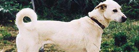 Cretan Hound Breed Guide Learn About The Cretan Hound