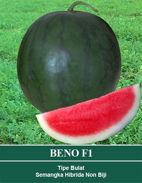 Semangka Hibrida Beno Pt Elang Mandiri Group