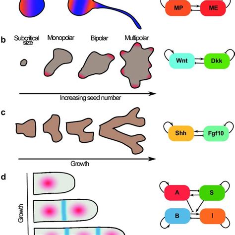 Sequential Pattern Formation In Developmental Systems A In In Vitro