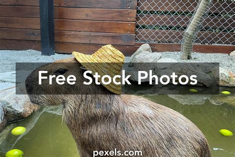 Chibi Capybara Photos Download The Best Free Chibi Capybara Stock