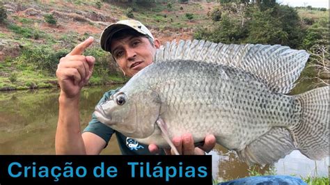 Criação De Tilápias Tamanho Do Lago Youtube