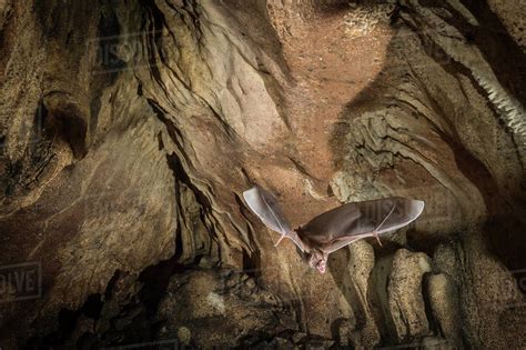 Common Vampire Bat Desmodus Rotundus Exiting Cave Costa Rica March