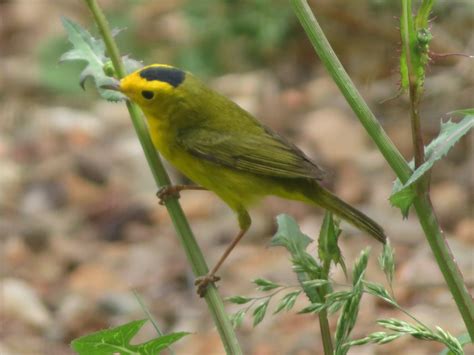 Wilsons Warbler Male Project Feederwatch