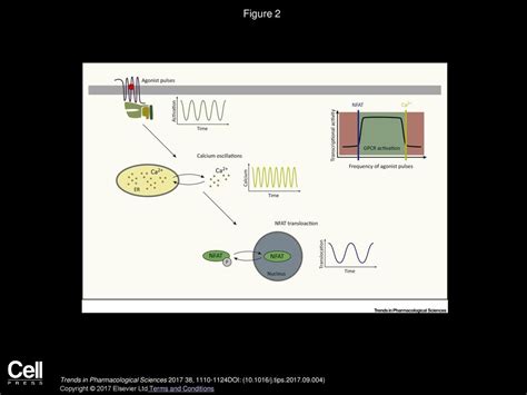 Temporal Bias Time Encoded Dynamic Gpcr Signaling Ppt Download