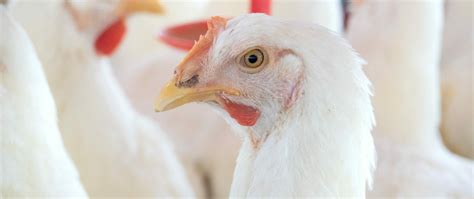 Phytogenic Additives An Roi Calculation Ew Nutrition