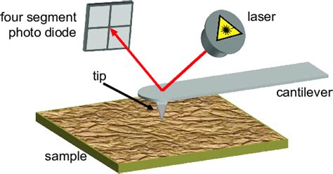 15 Experimental Core Of An Afm The Cantilever With Tip Is Deflected Download Scientific