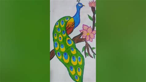 Peaccockdrawing Youtube
