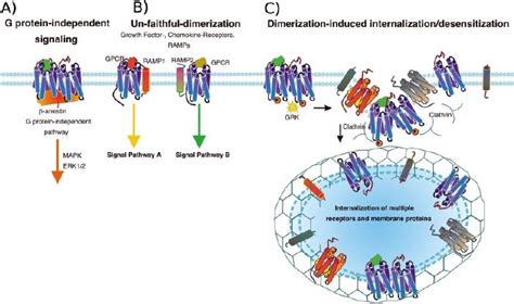 Other Roles Of Dimerization A Dimerization May Promote G Download