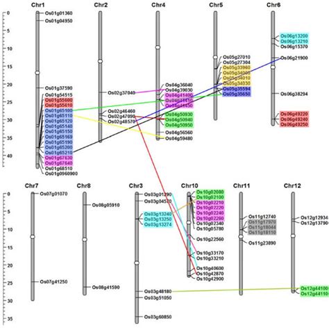 Chromosomal Localization And Gene Duplication Events Of Osptr Genes