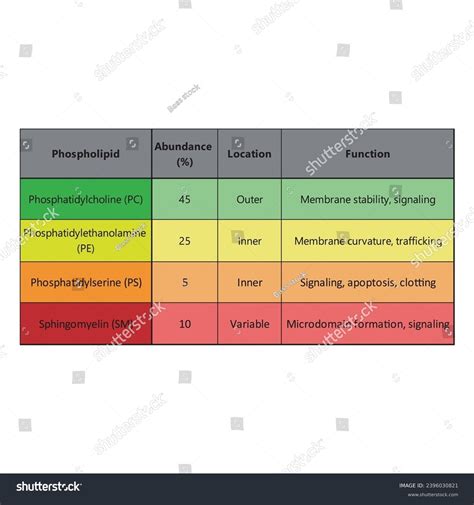 Table Showing Phospholipids Types Membrane Abundance Stock Vector