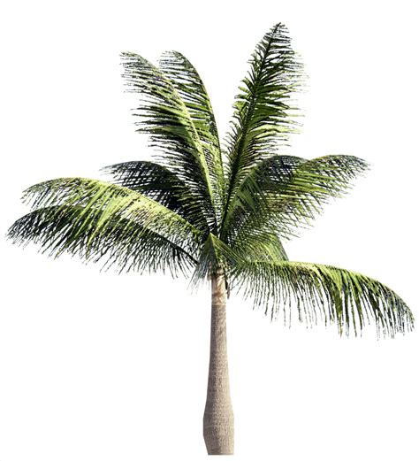 منظر جانبي لشجرة النخيل أ شجرة النخيل شجرة نظرة أمامية Png وملف Psd