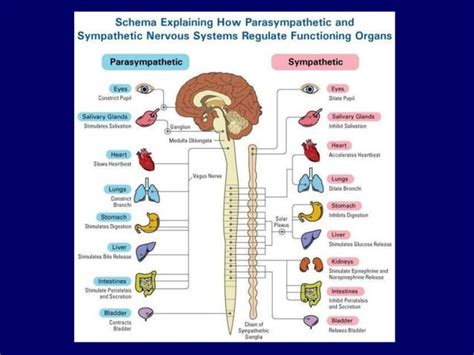 Lecture № 26 Anatomy Of The Vegetative Nervous Systempdf