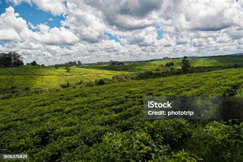우간다 아프리카의 차 농장 풍경 차 식물이 있는 푸른 들판 차 식물의 세부 사항 구름이 있는 푸른 하늘 중요한 수출 제품 계단식 경작지에 대한 스톡 사진 및 기타 이미지